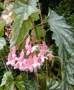 Begonia 'Silver Mist' - Vente en ligne de Begonias rares et de collection